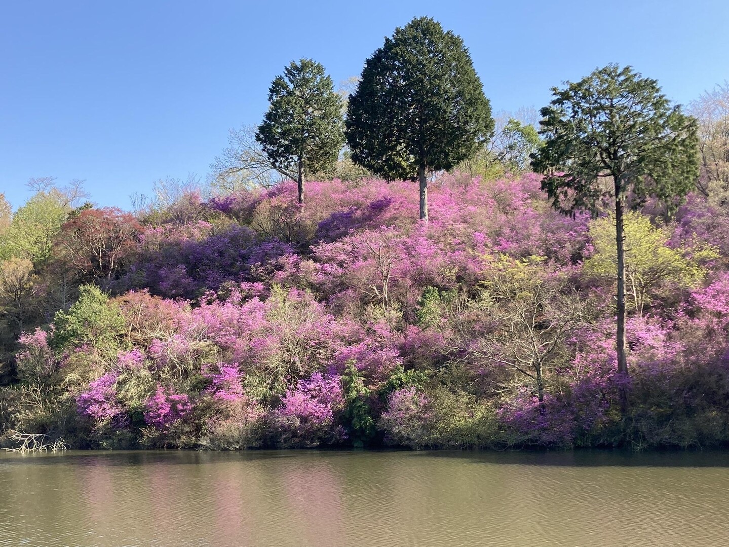 春の散歩 ミツバツツジ / enさんのモーメント | YAMAP / ヤマップ