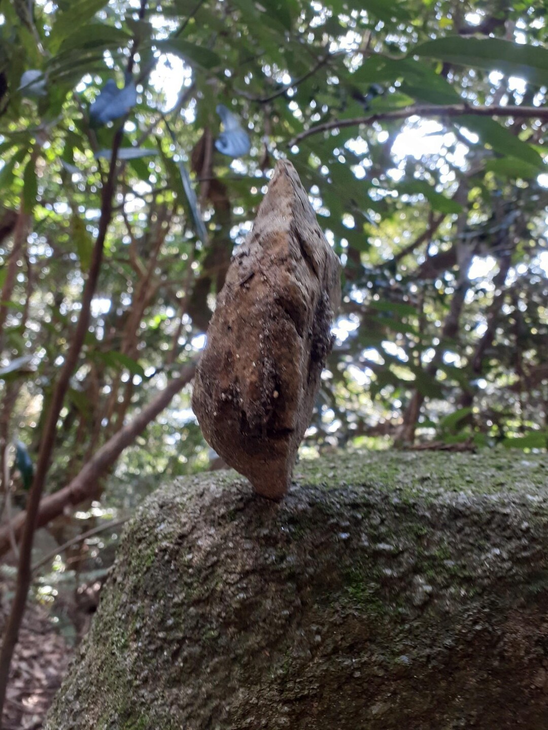 道が狭い😓八天神社～腰巻山往復 / CASIOPEAさんの土器山（八天山）・腰巻山の活動データ | YAMAP / ヤマップ