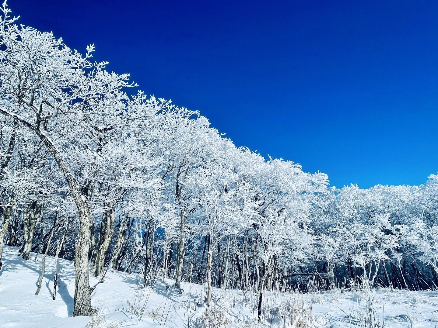 祖母山ぽ〜始め♬2024 / Sachiさんの祖母山の活動データ | YAMAP / ヤマップ