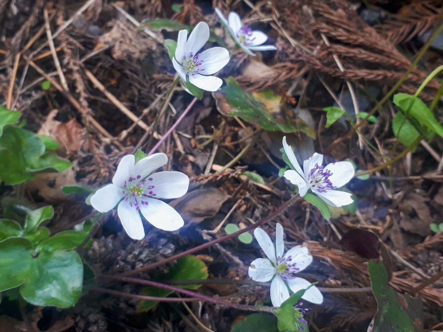 角田山（長者原山） / tomokoさんの角田山の活動データ | YAMAP / ヤマップ