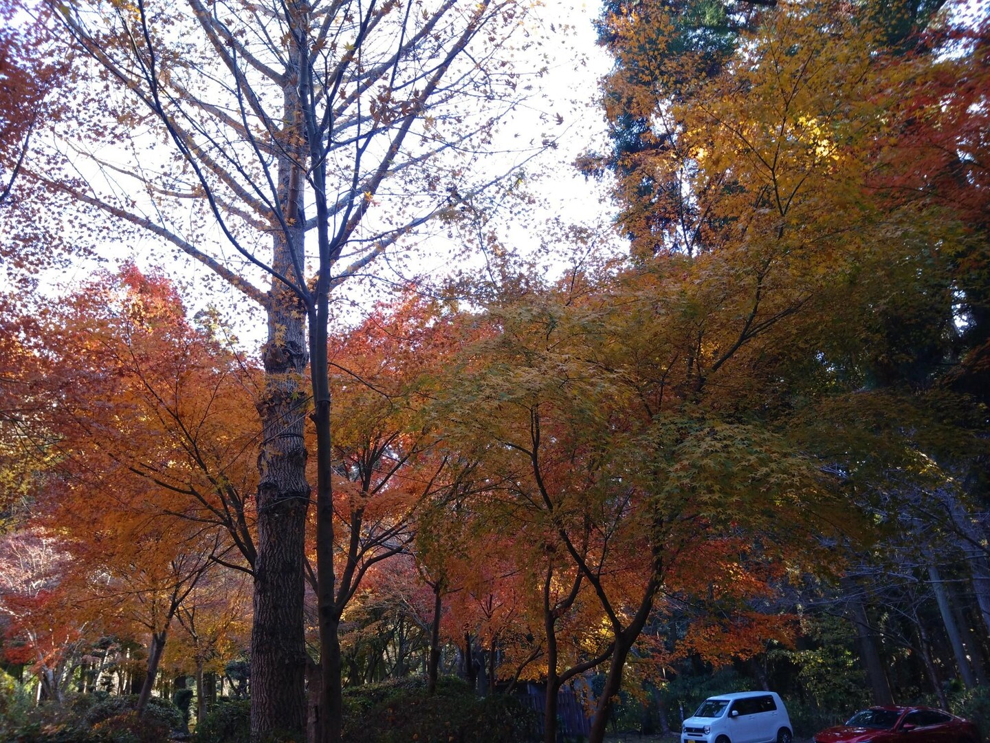 猪群山 / topperさんの猪群山の活動データ | YAMAP / ヤマップ