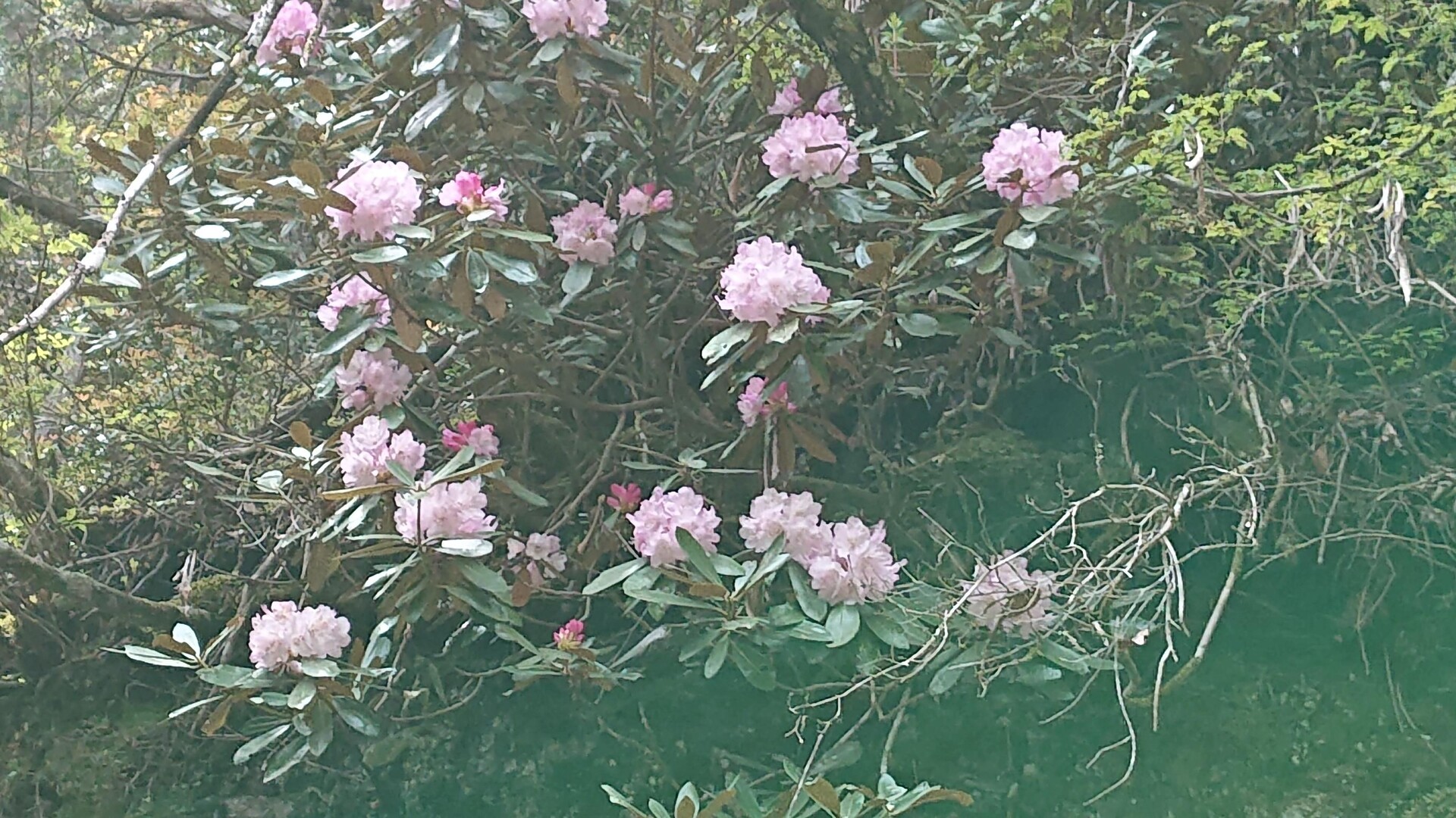 室兼林道から奥へ / hiyoko🐥さんの納古山の活動データ | YAMAP / ヤマップ