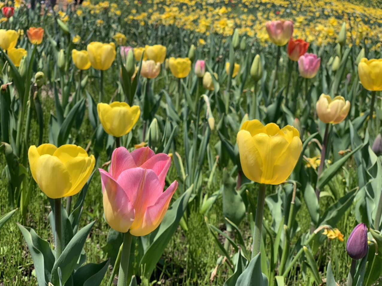 RUTSUのページ | YAMAP / ヤマップ