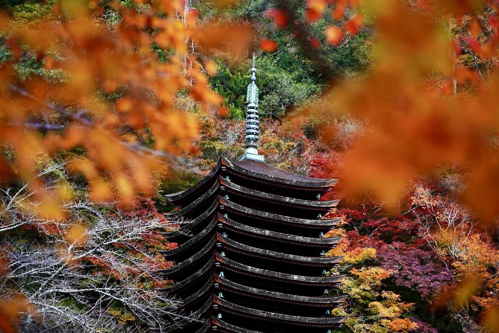 談山神社の裏🍁御破裂山 / まいこさんの音羽山・竜門岳（龍門岳）・熊ヶ岳の活動データ | YAMAP / ヤマップ