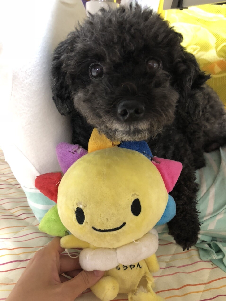 まかせんryoのページ | YAMAP / ヤマップ