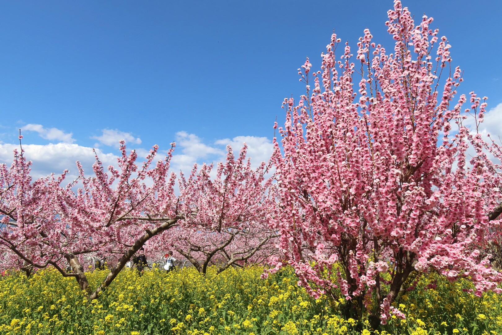 🔴山梨で桜と桃の花、すばらしかった～！... / kunsanさんのモーメント | YAMAP / ヤマップ