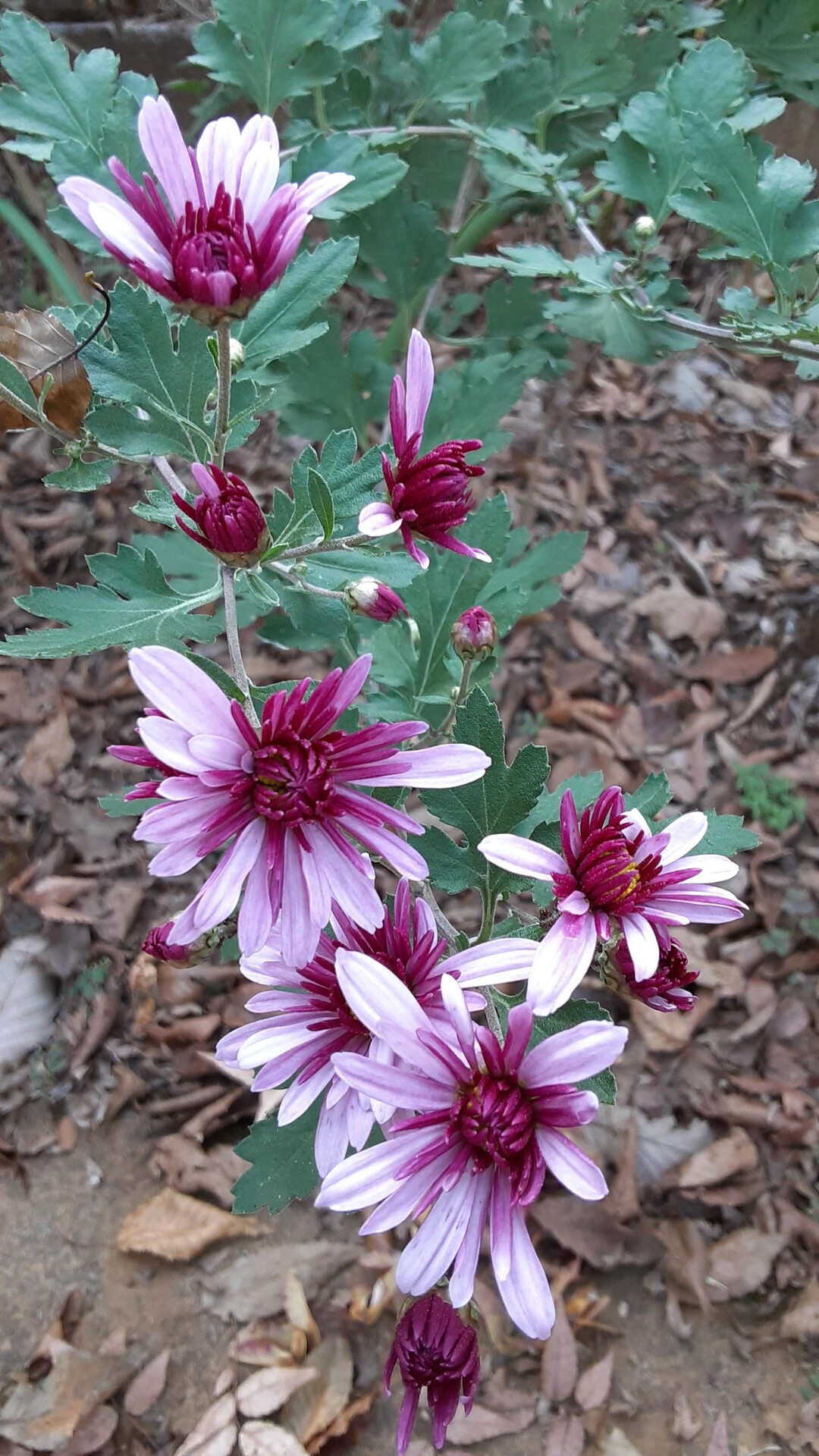 初沢山 / Kyuri_EXさんの高尾山・陣馬山・景信山の活動データ | YAMAP / ヤマップ