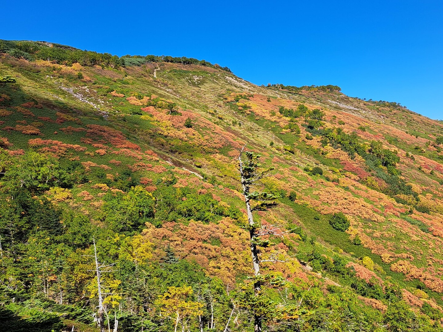 (観光)2泊3日大雪山層雲峡温泉Part1 / ynziziさんの大雪山系・旭岳・トムラウシの活動データ | YAMAP / ヤマップ