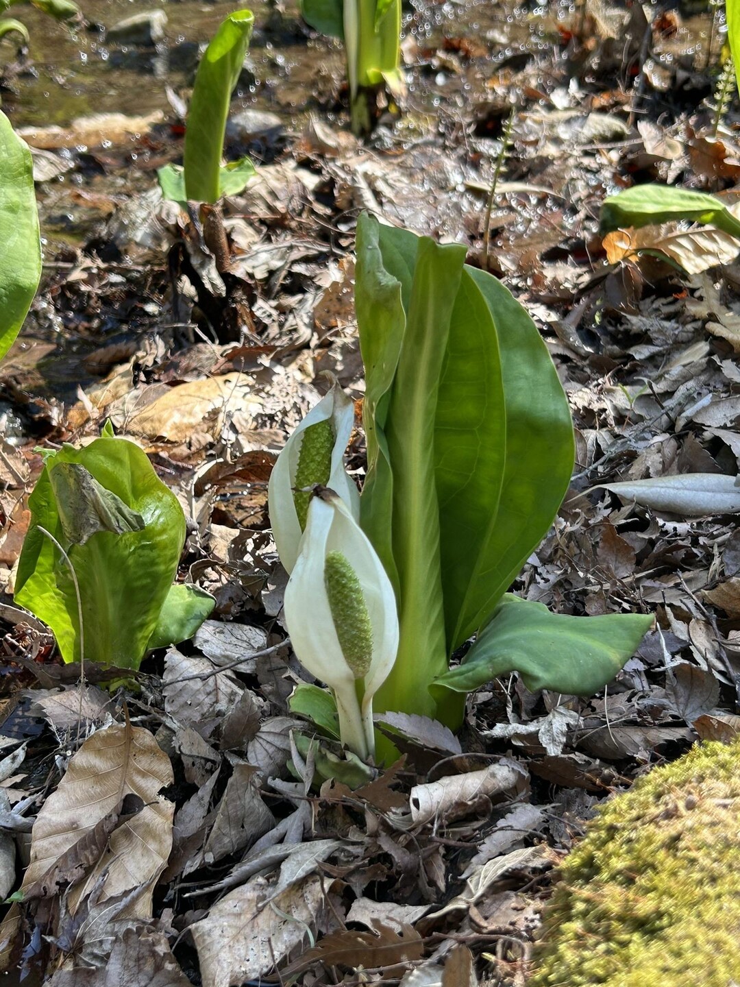 水芭蕉 この辺では1番に咲くらしい 母の... / conyさんのモーメント | YAMAP / ヤマップ