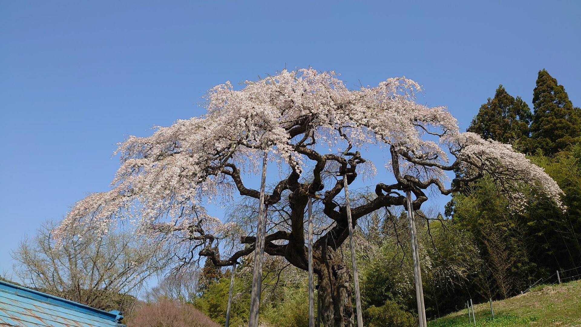 高見山 / jinさんの矢祭山・檜山の活動データ | YAMAP / ヤマップ