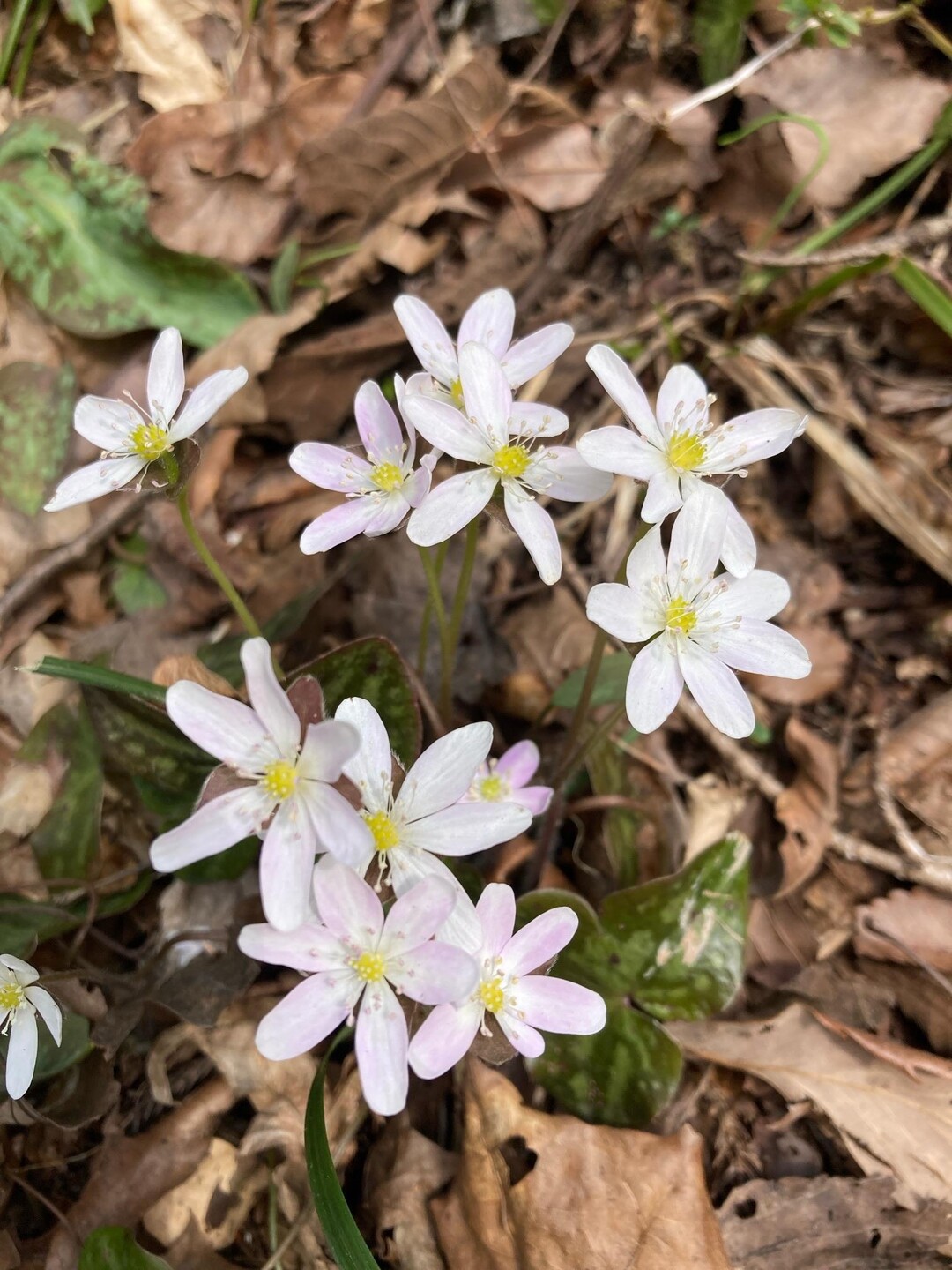 鎌倉山 ゴリラ山 / ak,snowさんの鎌倉山の活動データ | YAMAP / ヤマップ