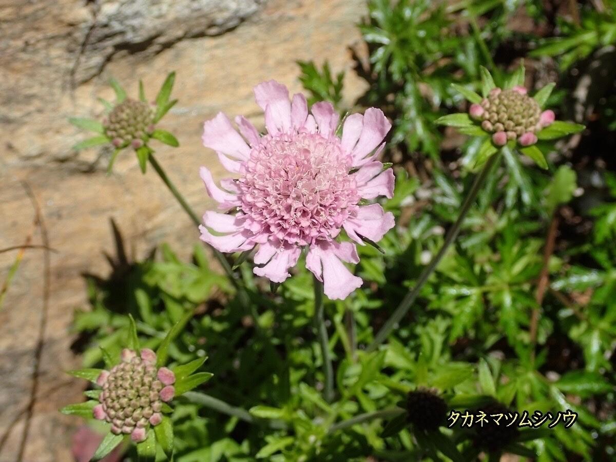 20230716 八巻山 東赤石山 花図... / いずんさんのモーメント | YAMAP / ヤマップ