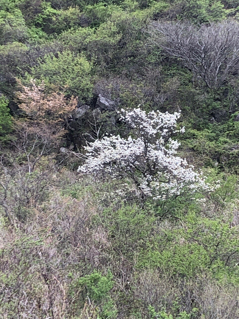 2021-05-10 寒風山から！ / sada 23さんのウォーキングの活動データ | YAMAP / ヤマップ