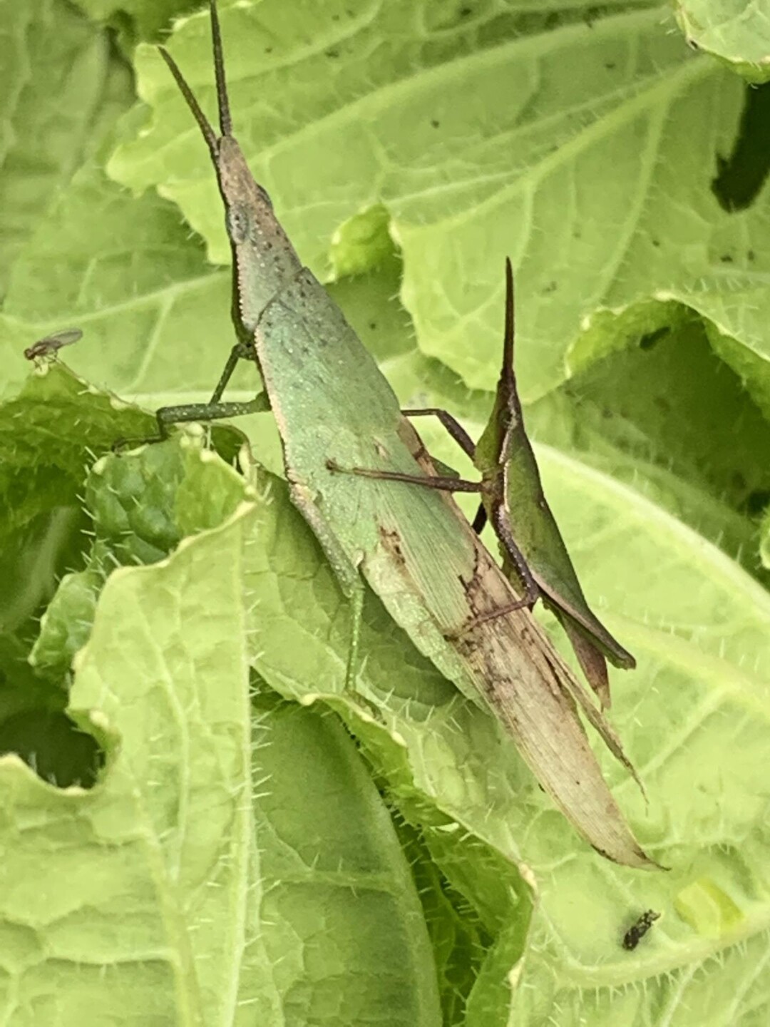 種まき 大根、ラディッシュ、春菊、青梗菜... / seekaさんのモーメント | YAMAP / ヤマップ