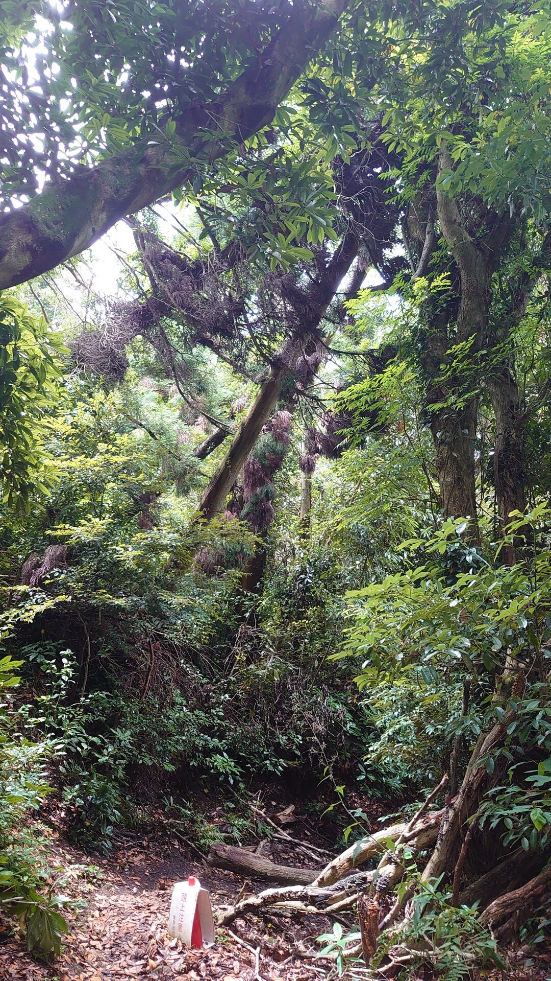 TKYMさんの投稿したフィールドメモ | YAMAP / ヤマップ