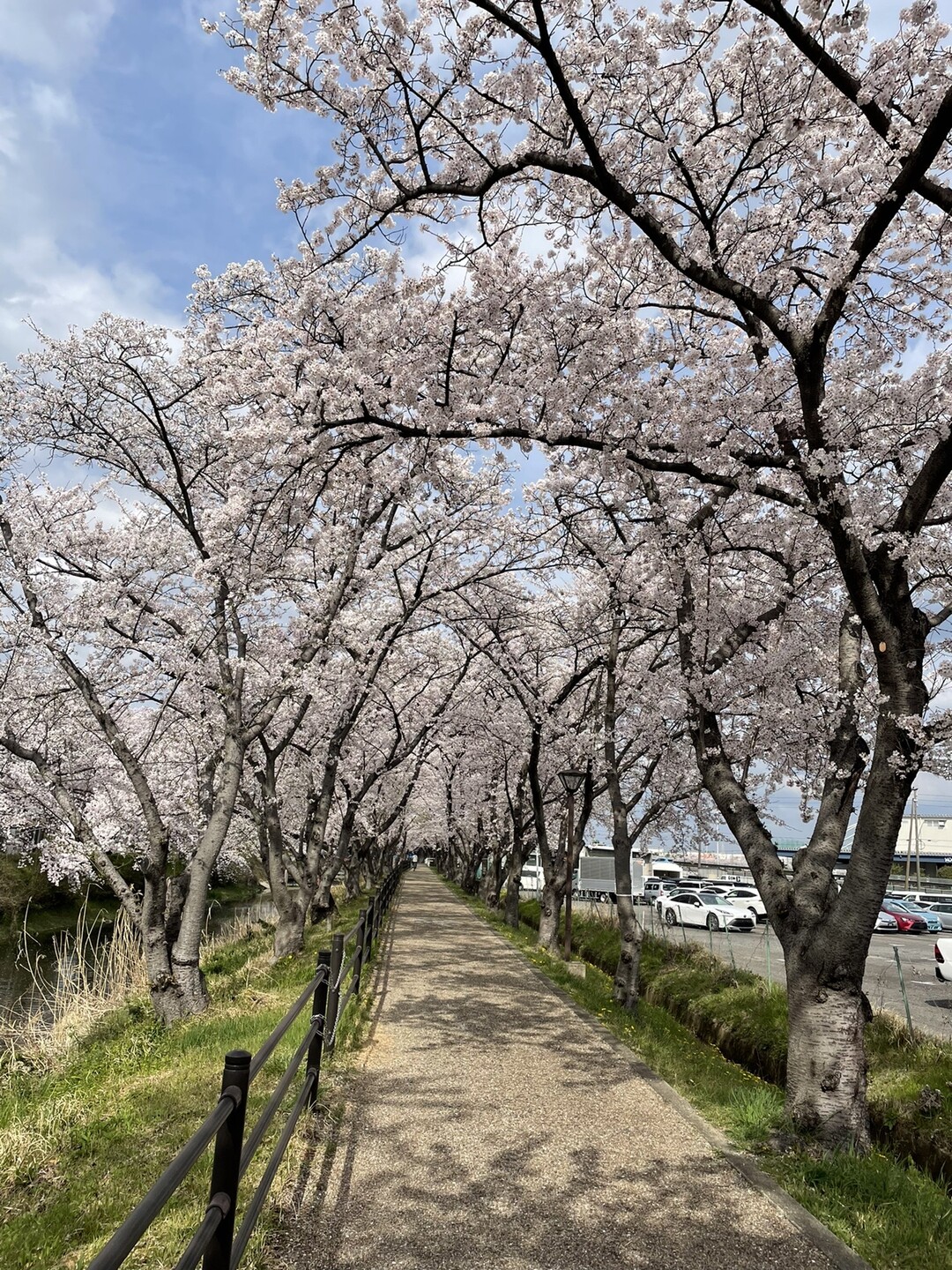五条川ウォーキング-2022-04-02 / osamさんの扶桑町の活動データ | YAMAP / ヤマップ
