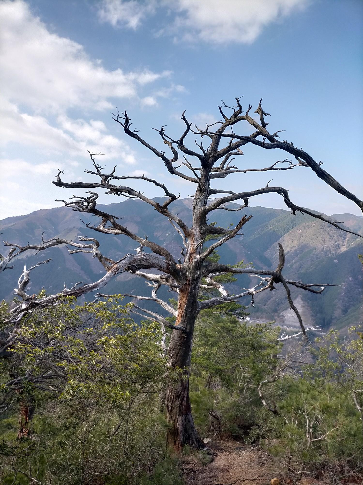 用瀬アルプス / RPFさんの用瀬アルプスの活動データ | YAMAP / ヤマップ