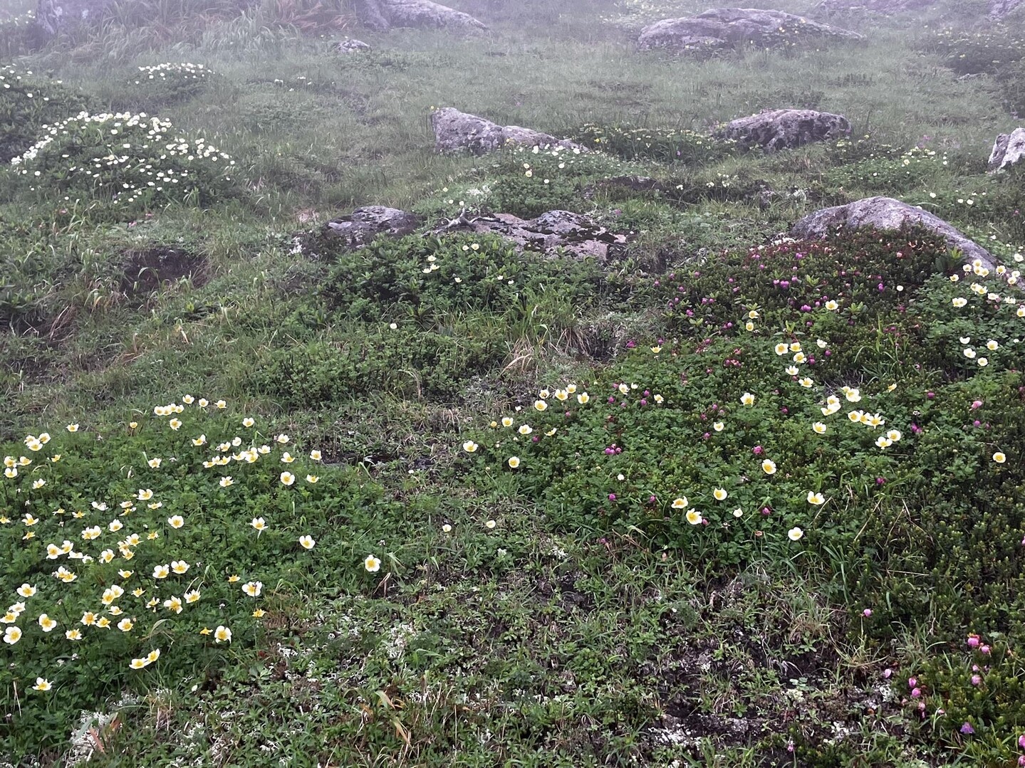 トムラウシ山 / とりさんのGT3 2の活動データ | YAMAP / ヤマップ