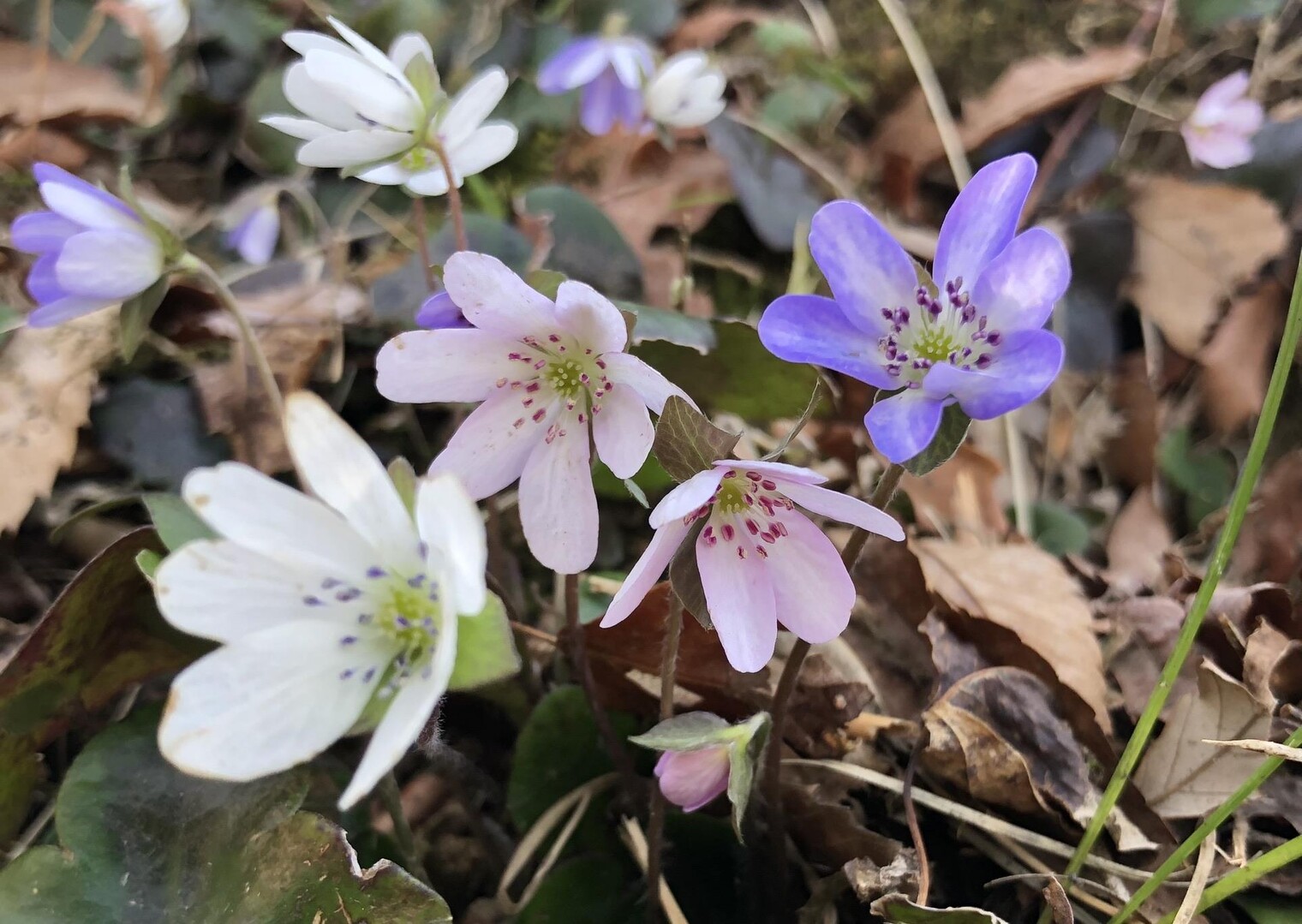 塩ヶ森・番駄ヶ森・ケタ山・大磨山 / CHAさんの皿ヶ嶺・梅ヶ谷山・うなめごの活動データ | YAMAP / ヤマップ