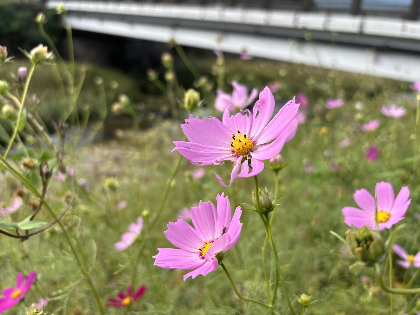 お昼からは引き続き佐世保で 三川内町にあ... / ふじたくさんのモーメント | YAMAP / ヤマップ