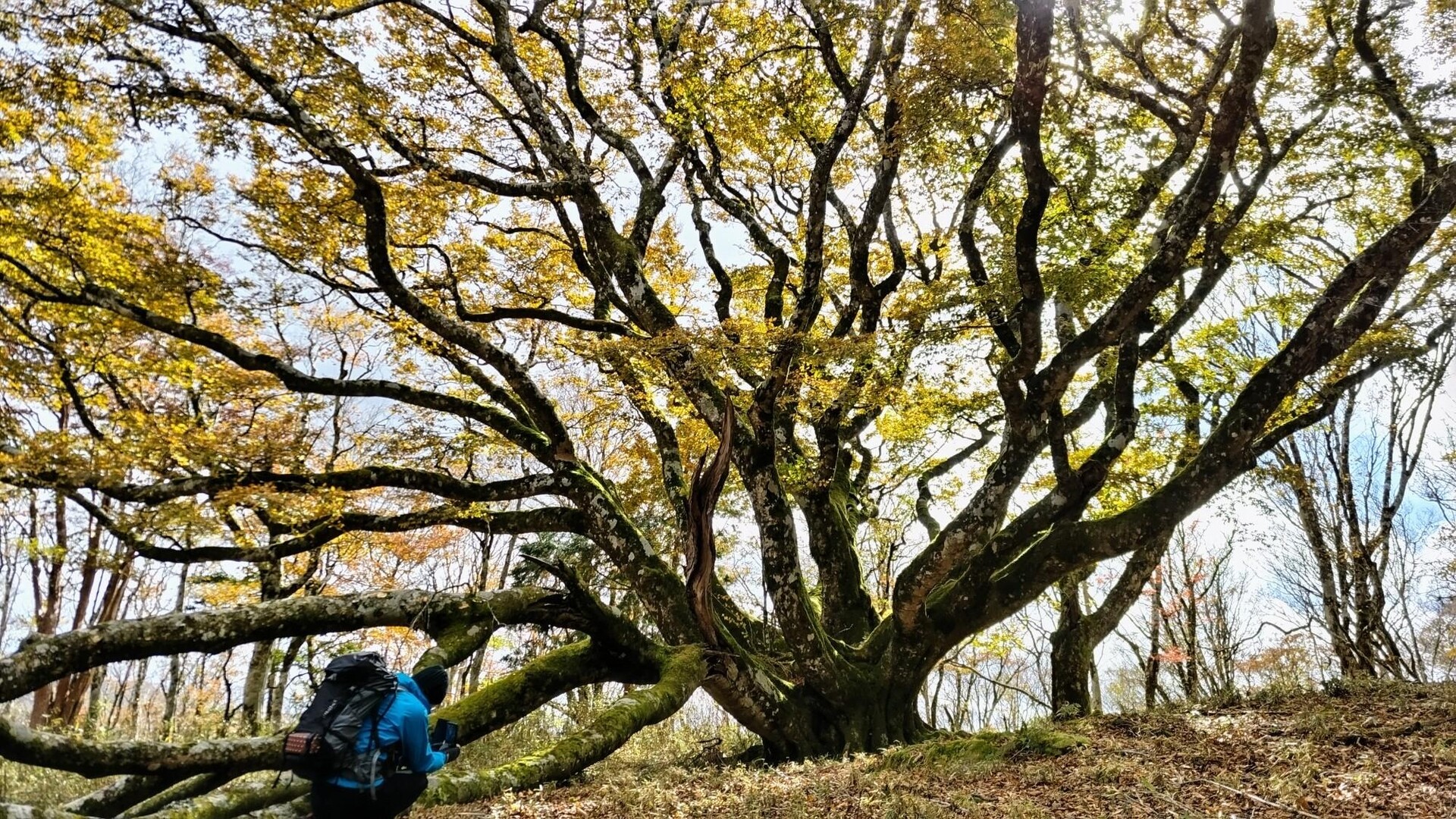 八方ブナのお見舞いへ / kamatyさんの兵庫山・玉取山・大登岐山の活動日記 | YAMAP / ヤマップ