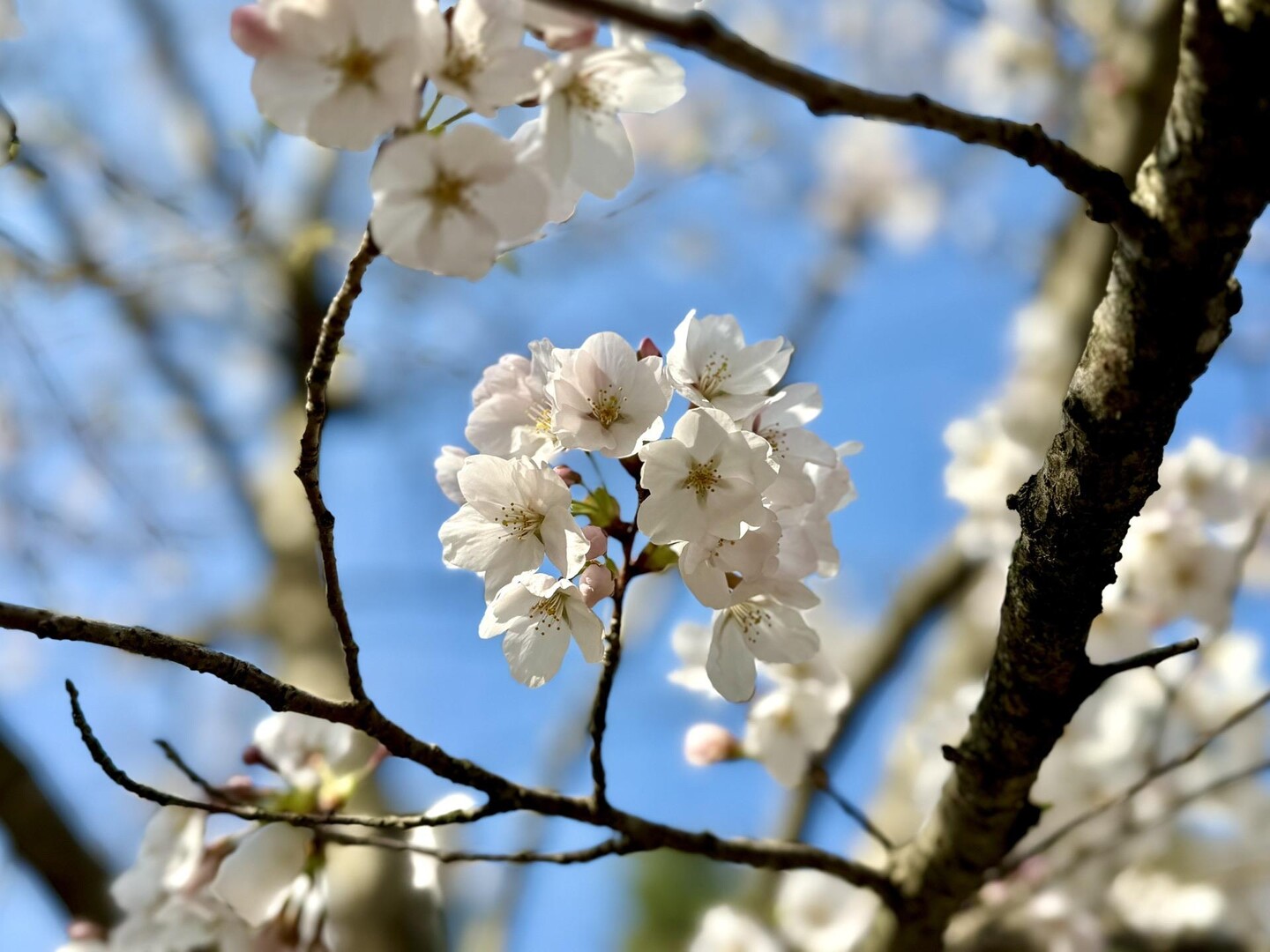 【卯辰山】早朝のお花見ウォーキング / random walkerさんの卯辰山の活動データ | YAMAP / ヤマップ