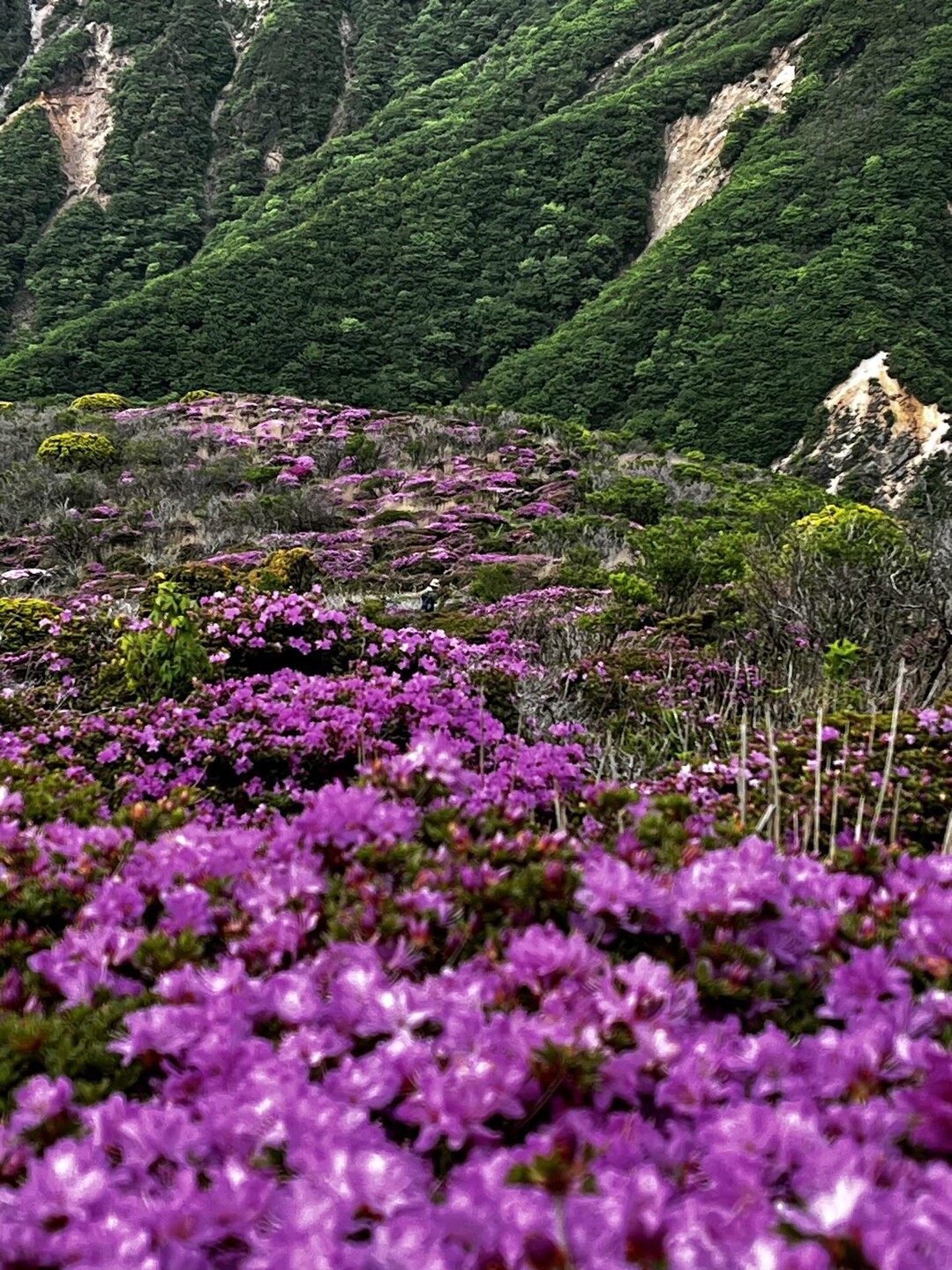 沓掛山・立中山 / u.mountさんの九重山（久住山）・大船山・星生山の活動データ | YAMAP / ヤマップ