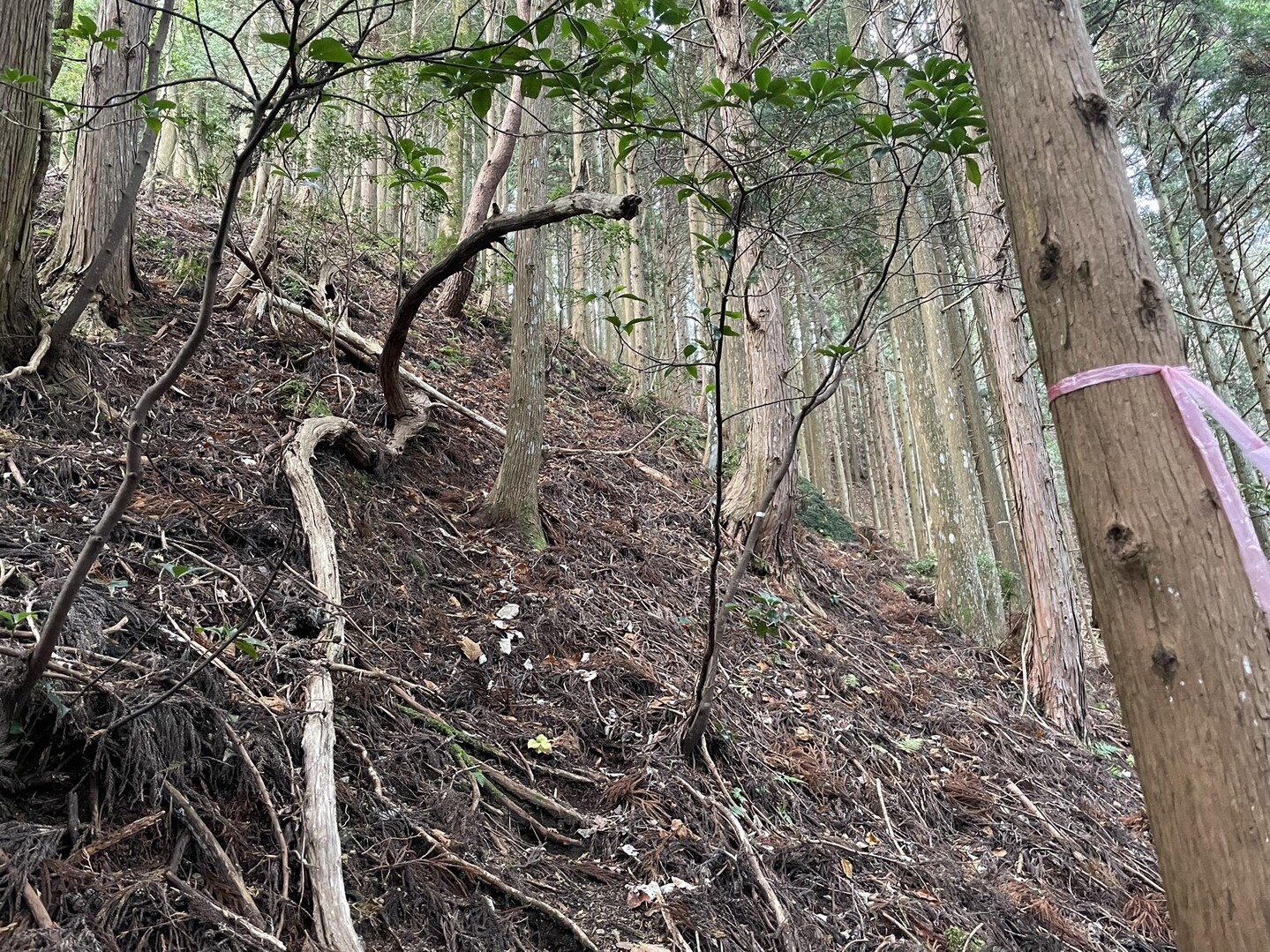 podoryさんの投稿したフィールドメモ | YAMAP / ヤマップ