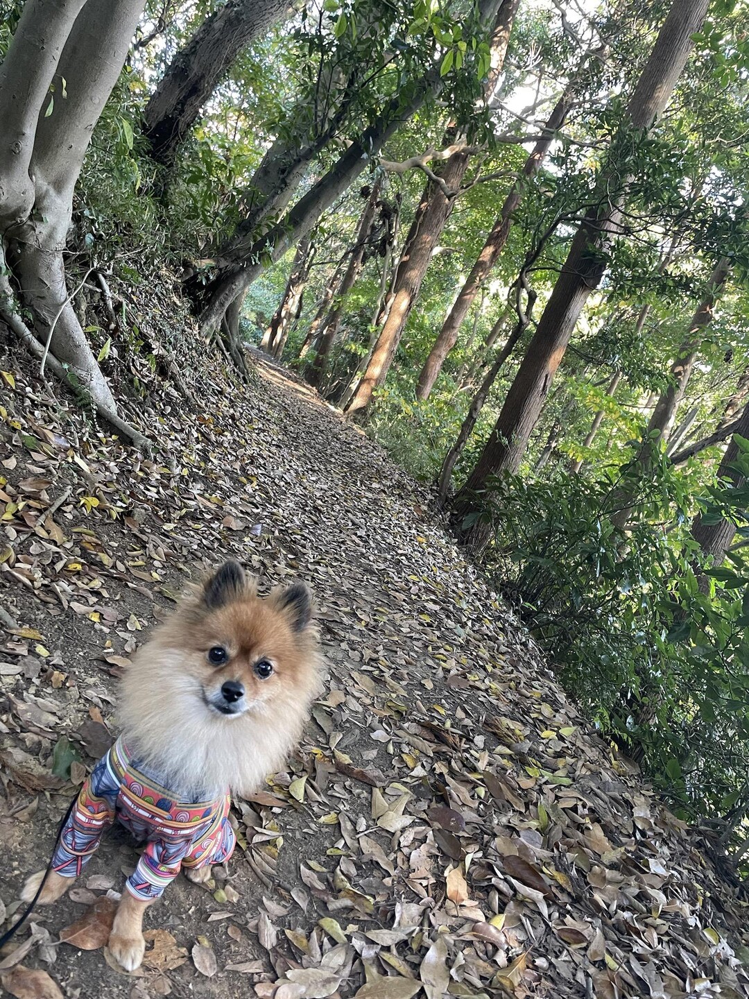 大峰山・ソッカ・仙元山 周回コースwith Dog🐕 / Gontaさんの三浦アルプス・二子山・仙元山の活動データ | YAMAP / ヤマップ