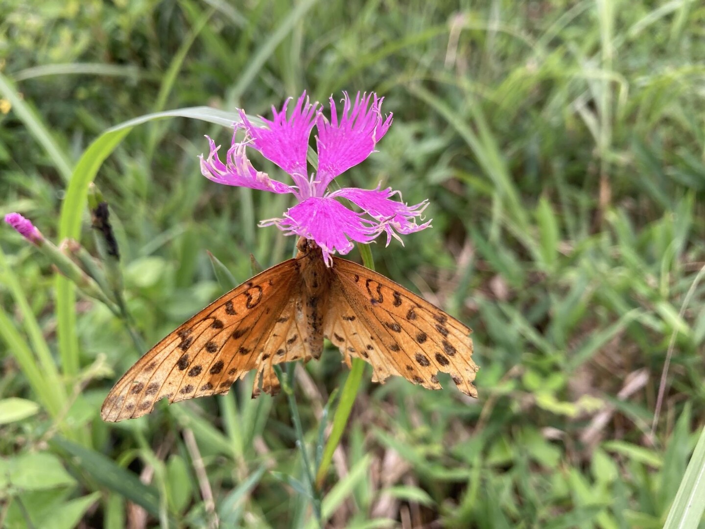 金剛山・大和葛城山 / bu-koさんの金剛山・二上山・大和葛城山の活動データ | YAMAP / ヤマップ