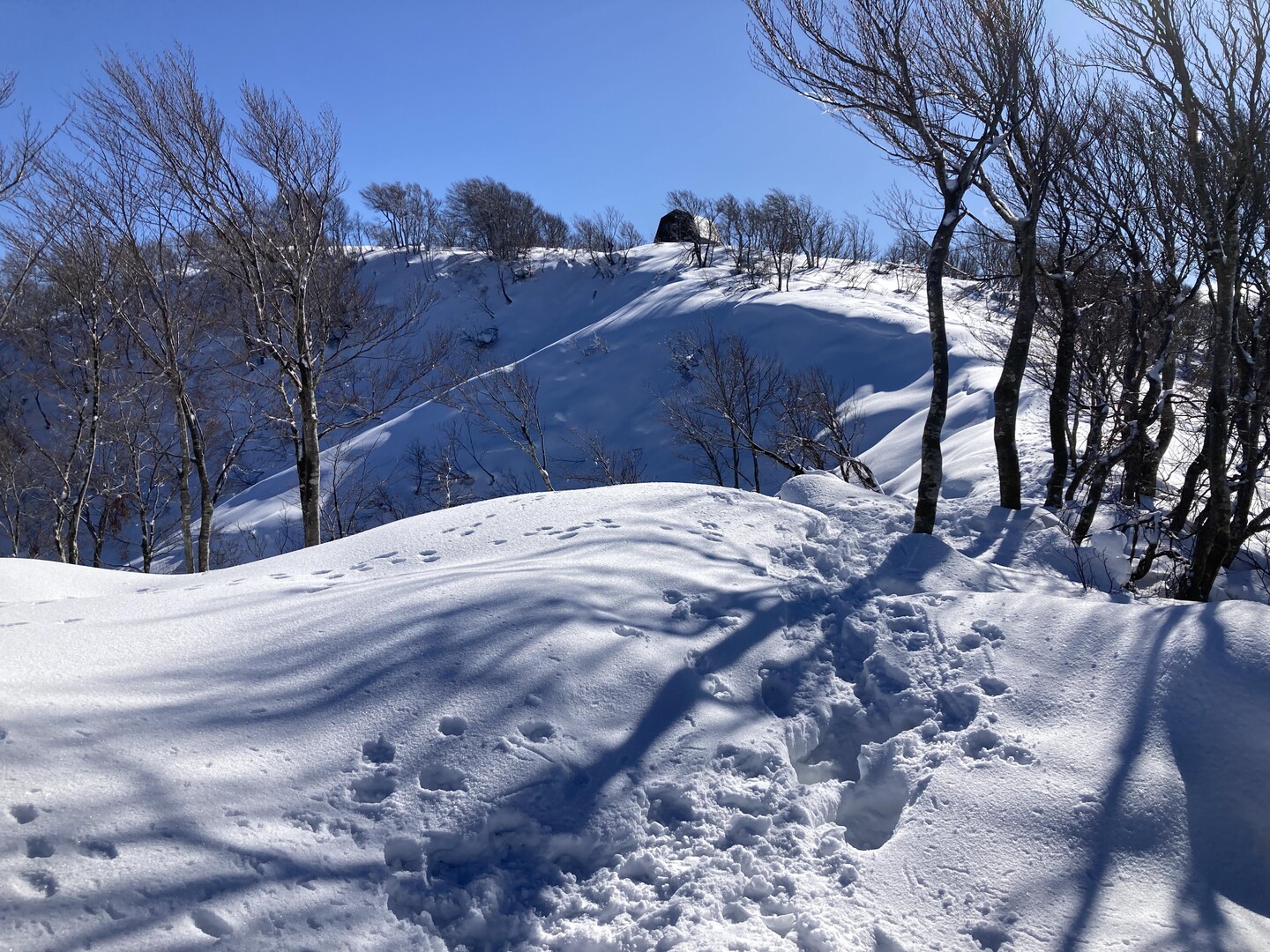 白山・袴越 / hi-chanさんの粟ヶ岳・權ノ神岳・宝蔵山の活動データ | YAMAP / ヤマップ