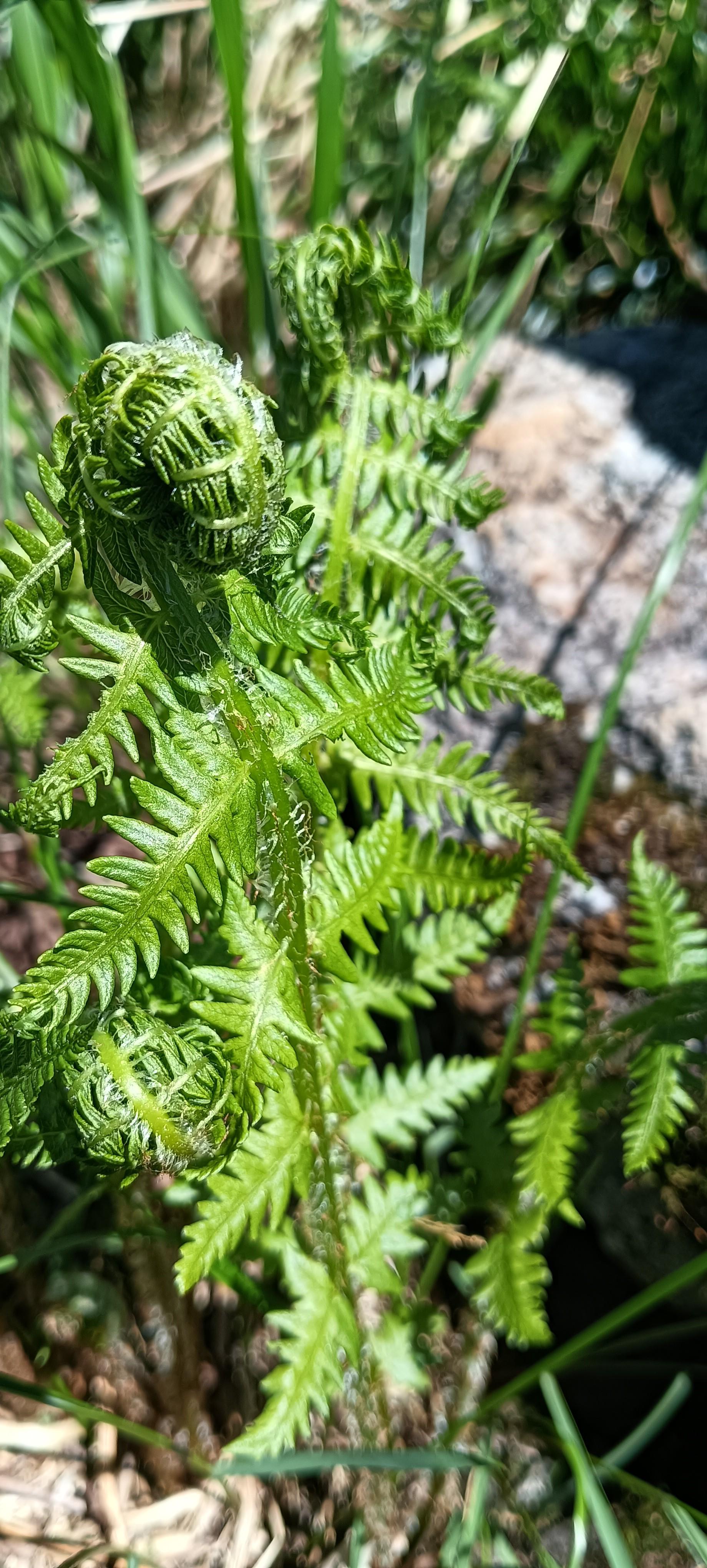 東北遠征1／2 月山〜バテバテの先もバテバテ / nonnonさんの鳥海山・七高山・笙ヶ岳の活動データ | YAMAP / ヤマップ