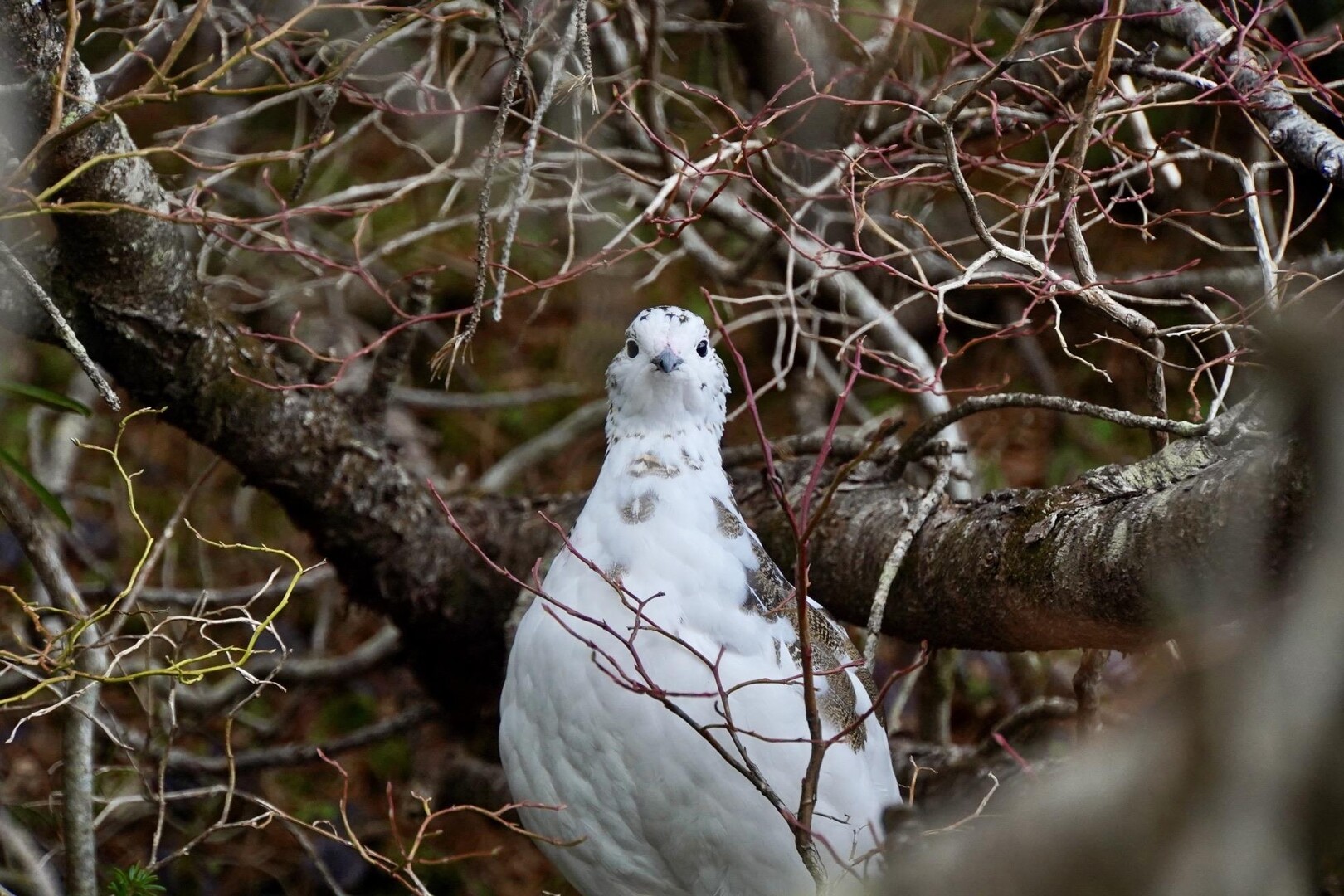 自慢投稿 嬉しくて記録に残しちゃう ずっ... / mikiさんのモーメント | YAMAP / ヤマップ