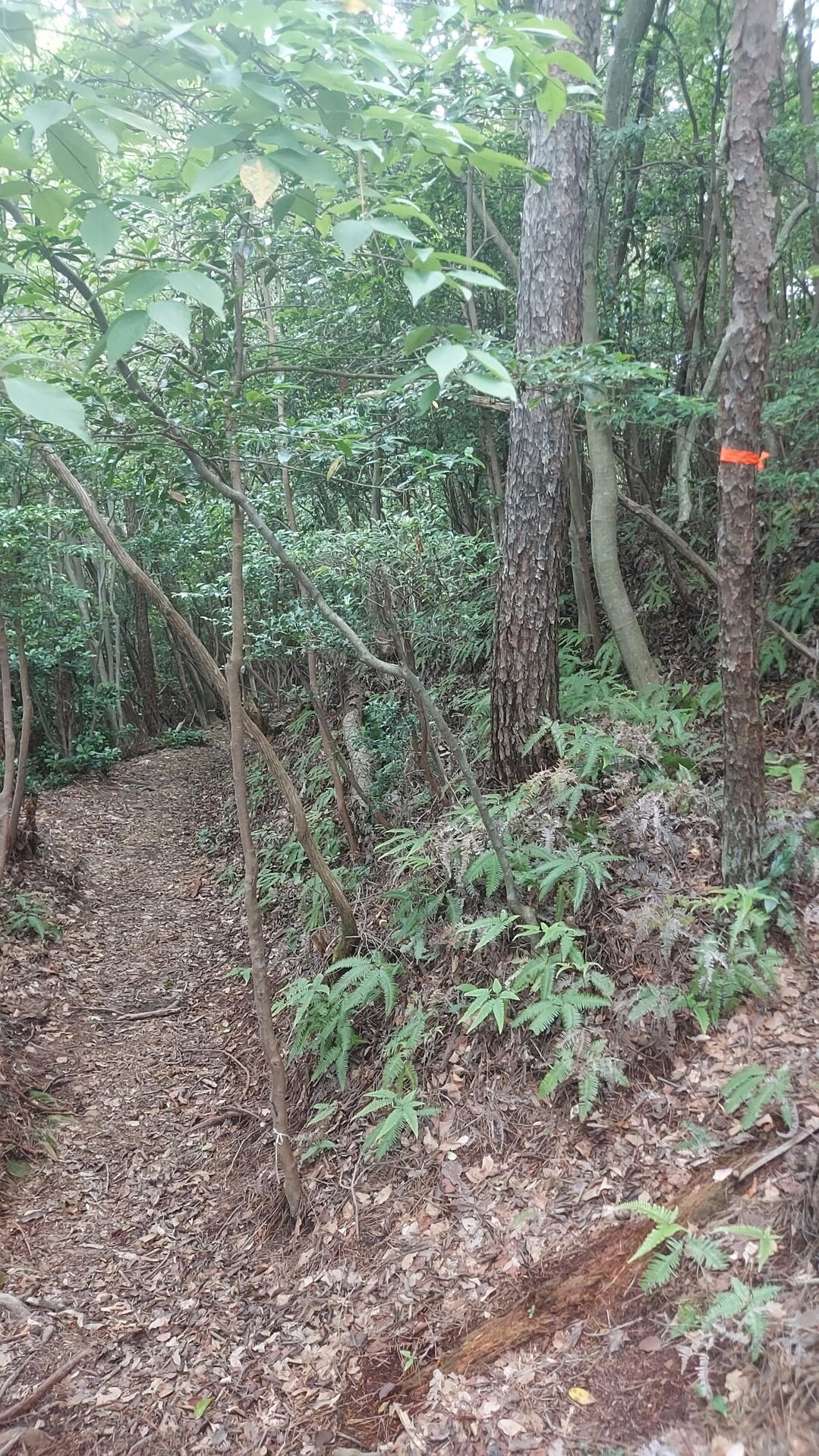 SAKA★CHANさんの投稿したフィールドメモ | YAMAP / ヤマップ