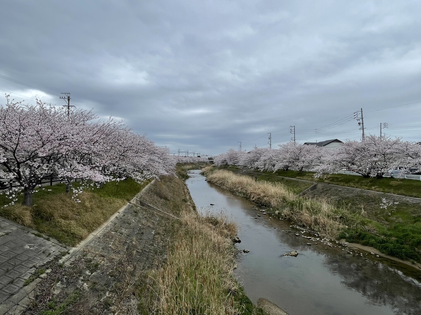 近所の梅田川の桜🌸と菜花が綺麗でした。... / mattさんのモーメント | YAMAP / ヤマップ