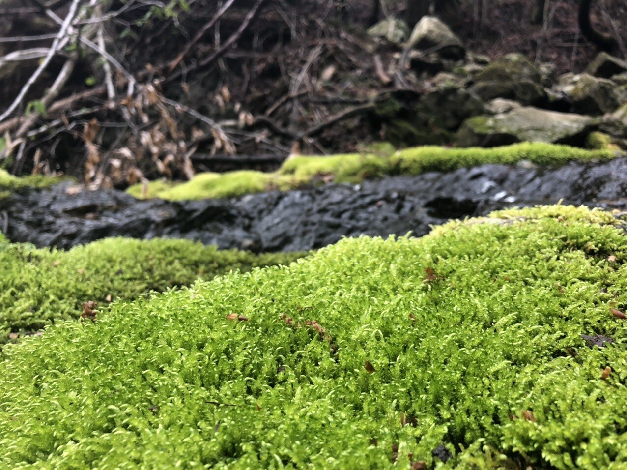 九州百名山チャレンジ ️ 祖母山 / KIYAtさんの祖母山の活動データ | YAMAP / ヤマップ