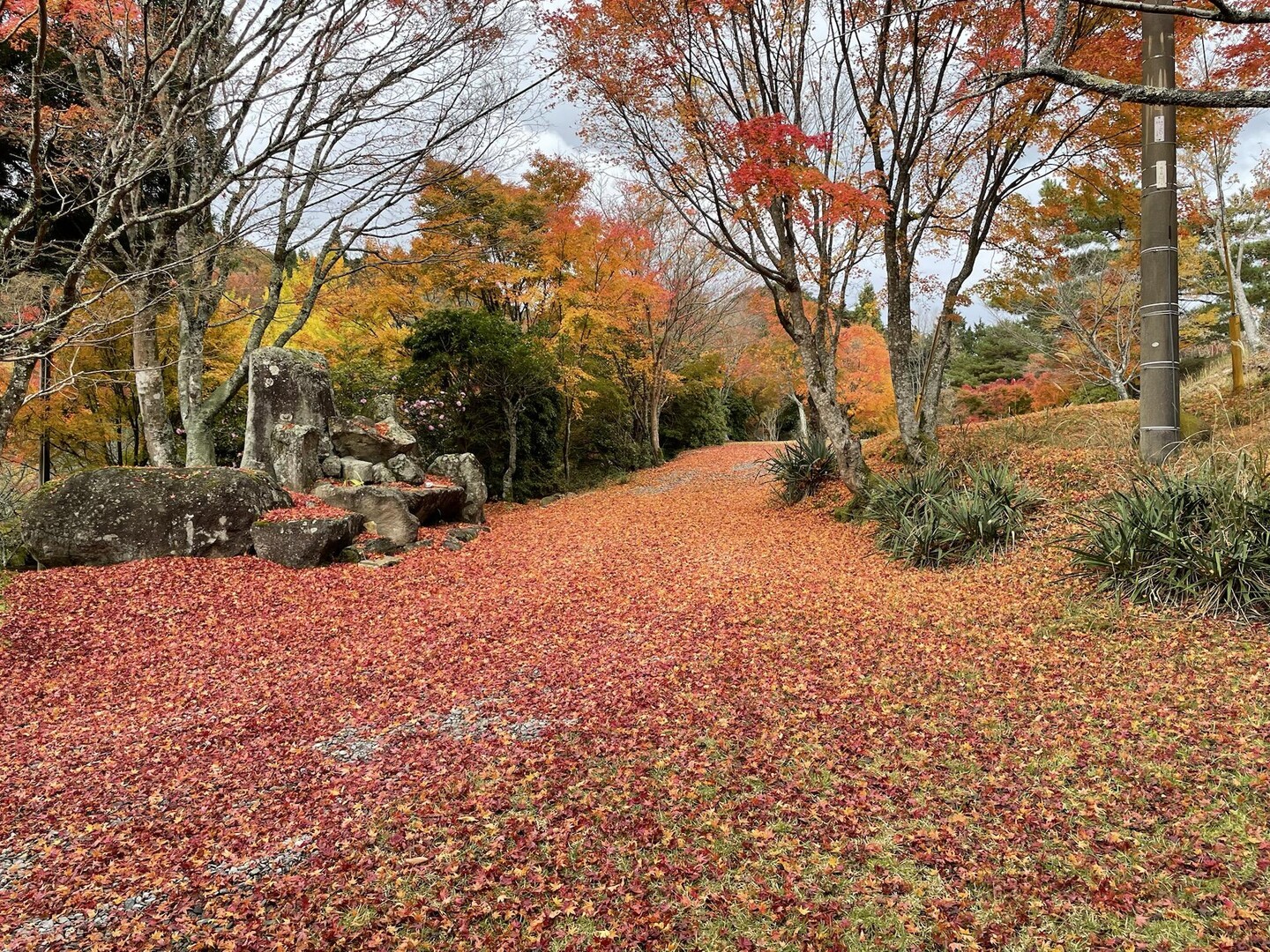 檜原山🍁 / momoさんの檜原山・雁股山の活動データ | YAMAP / ヤマップ