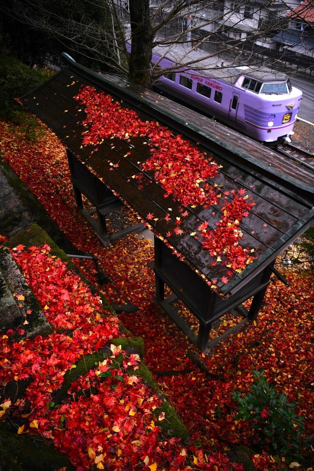 撮り鉄🚃の秋色風景🍁 ️🍂💛🍁... / 💖🐰Roco🐰💖さんのモーメント | YAMAP / ヤマップ