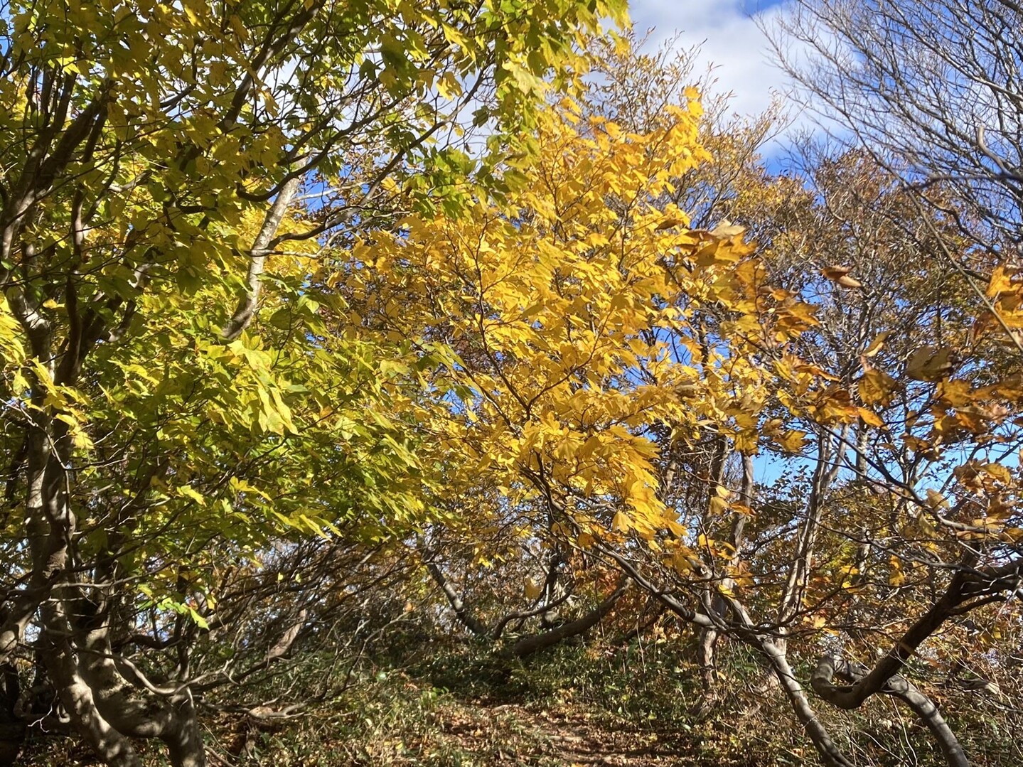 🍁黄色のトンネル🍁岩籠山 / akoさんの岩籠山の活動データ | YAMAP / ヤマップ