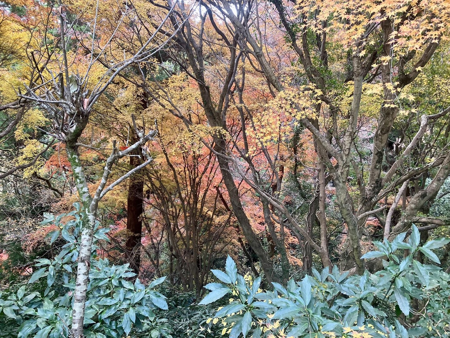 高尾山1号路2往復坂練21k / 高尾人さんの高尾山・陣馬山・景信山の活動データ | YAMAP / ヤマップ