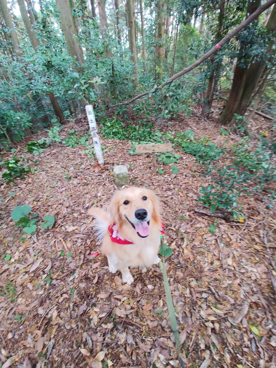 木場山 / marupaさんの烏帽子岳・木場山の活動データ | YAMAP / ヤマップ