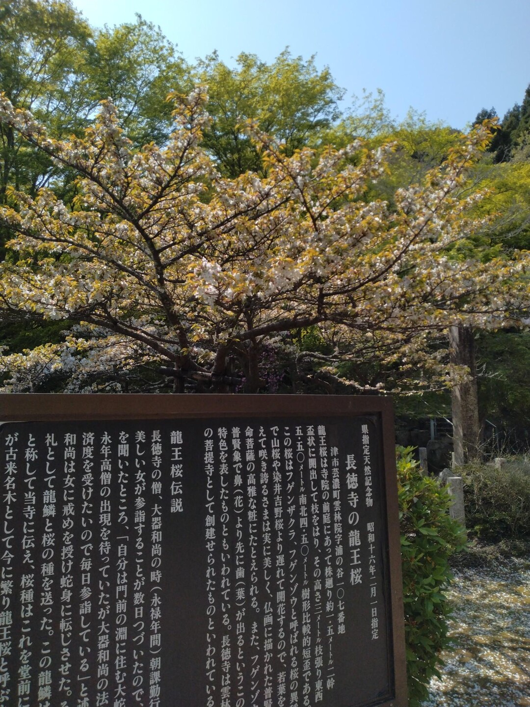 墓参りのついでに龍王桜🌸 午前中に行... / キヨさんのモーメント | YAMAP / ヤマップ