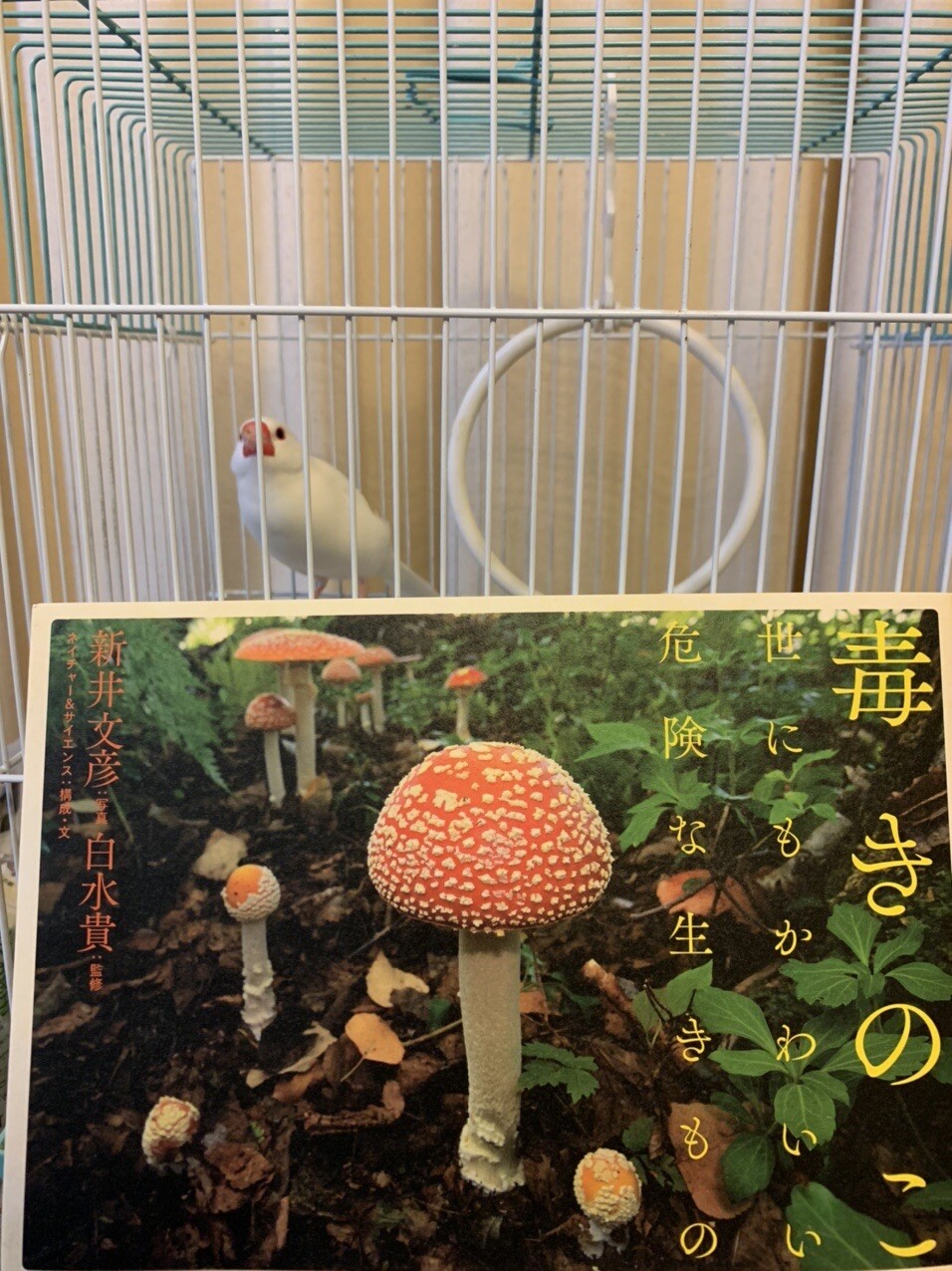 とても きゃわいい写真集が届きました ... / よしえさんのモーメント | YAMAP / ヤマップ