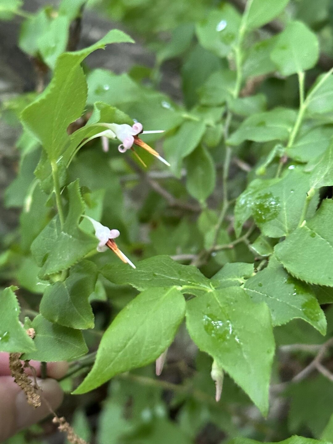 猿毛岳🐵29 / norikoさんの猿毛岳の活動データ | YAMAP / ヤマップ