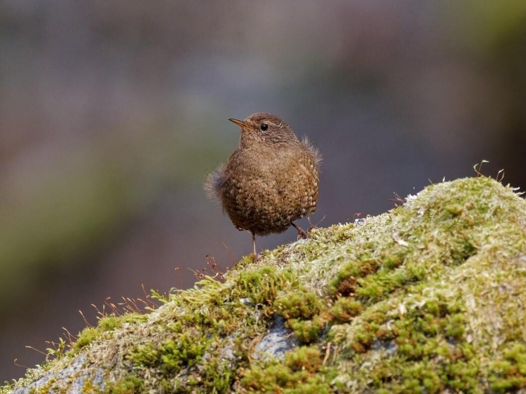 探鳥日記 Vol.39_2024年4月その3 / ふみさんの宇都宮市の活動データ | YAMAP / ヤマップ