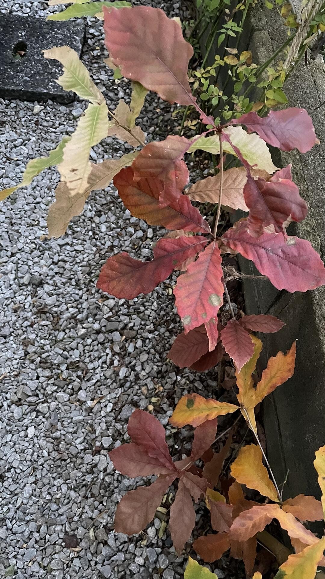 我が家のどんぐり😊 2年生と3年生達で... / ken-3さんのモーメント | YAMAP / ヤマップ