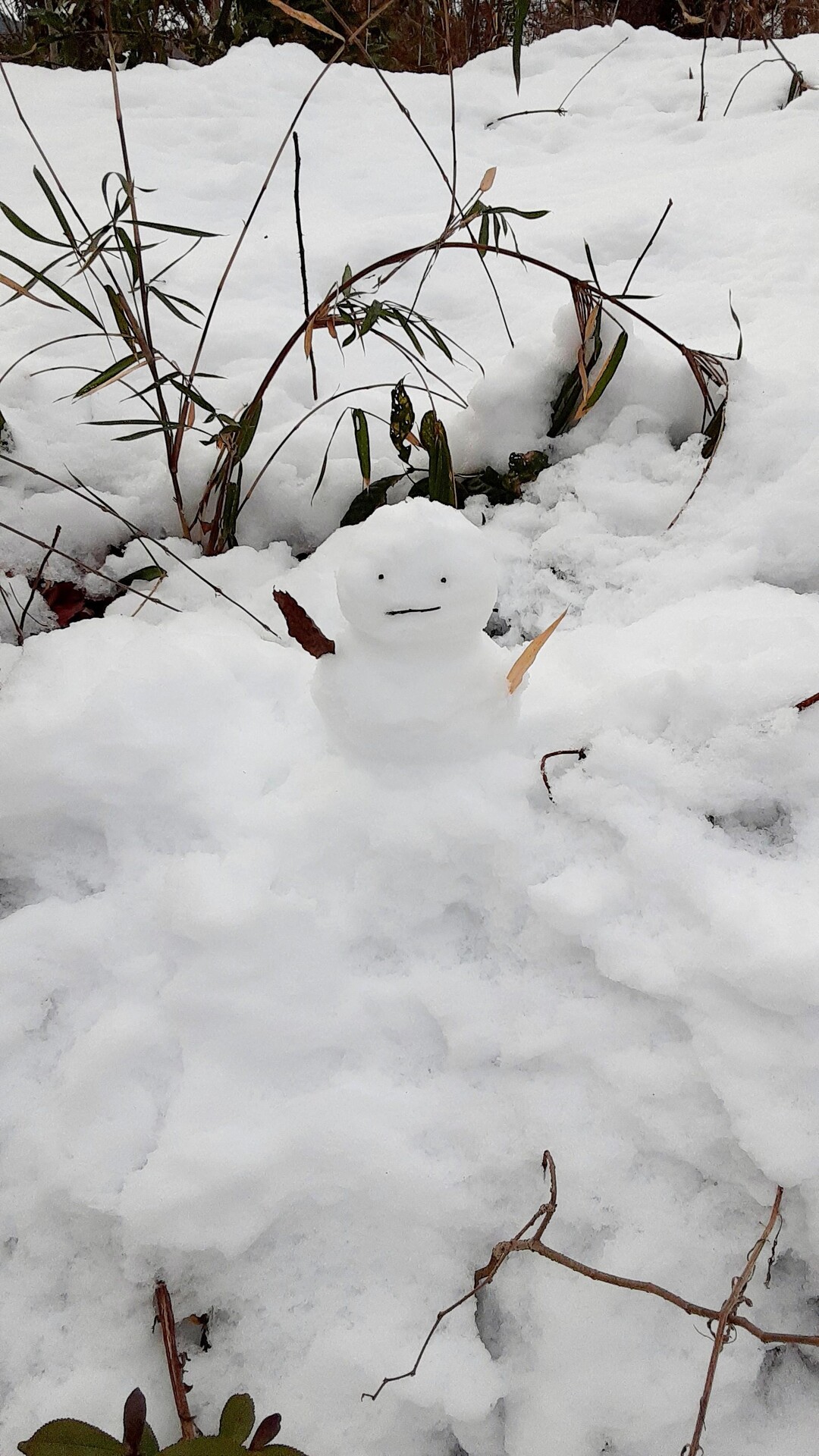 冬のカタクリ山 / Kyuri_EXさんの高尾山・陣馬山・景信山の活動データ | YAMAP / ヤマップ