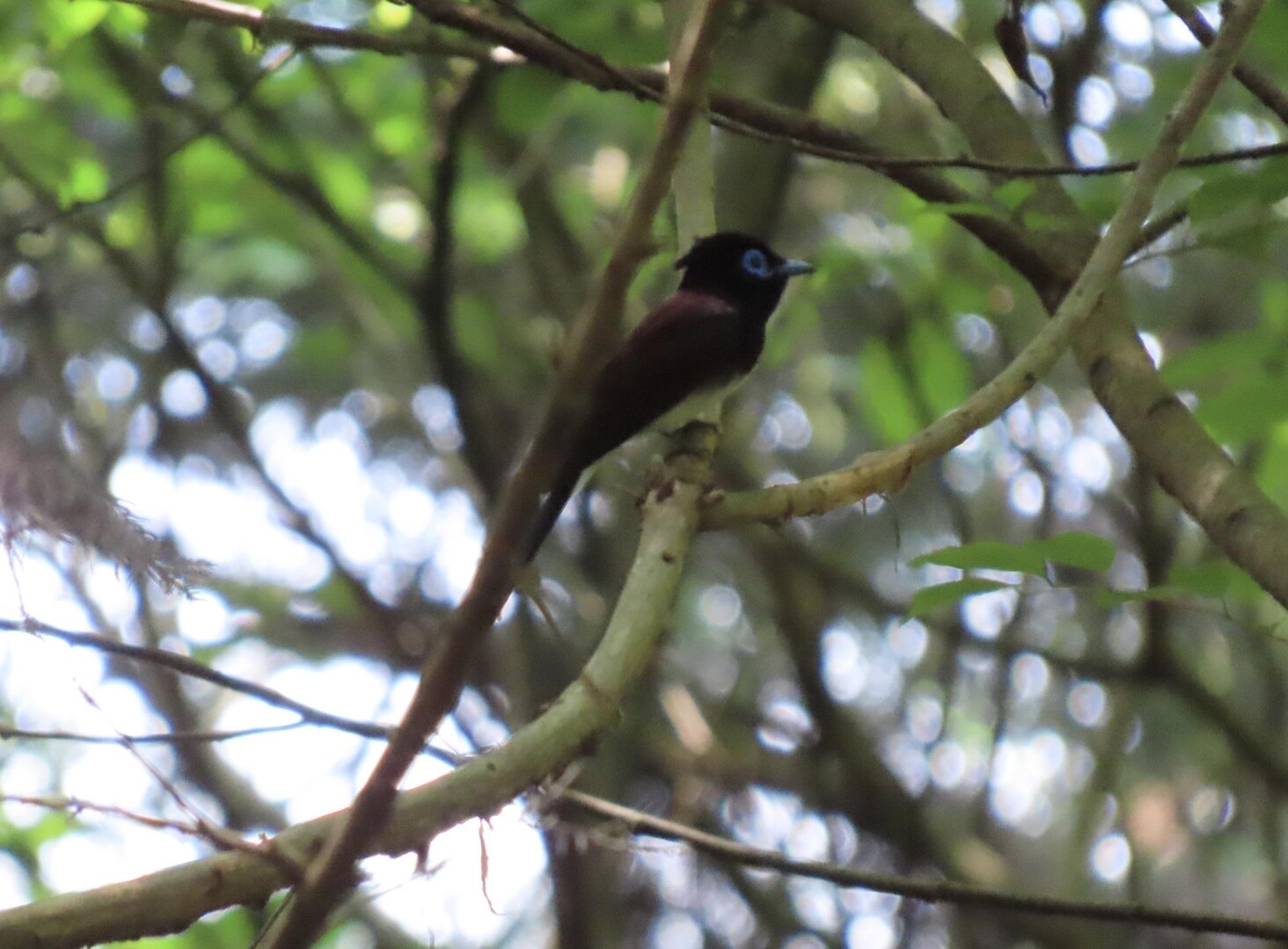 各務原アルプスの森で、サンコウチョウさん... / kinoさんのモーメント | YAMAP / ヤマップ