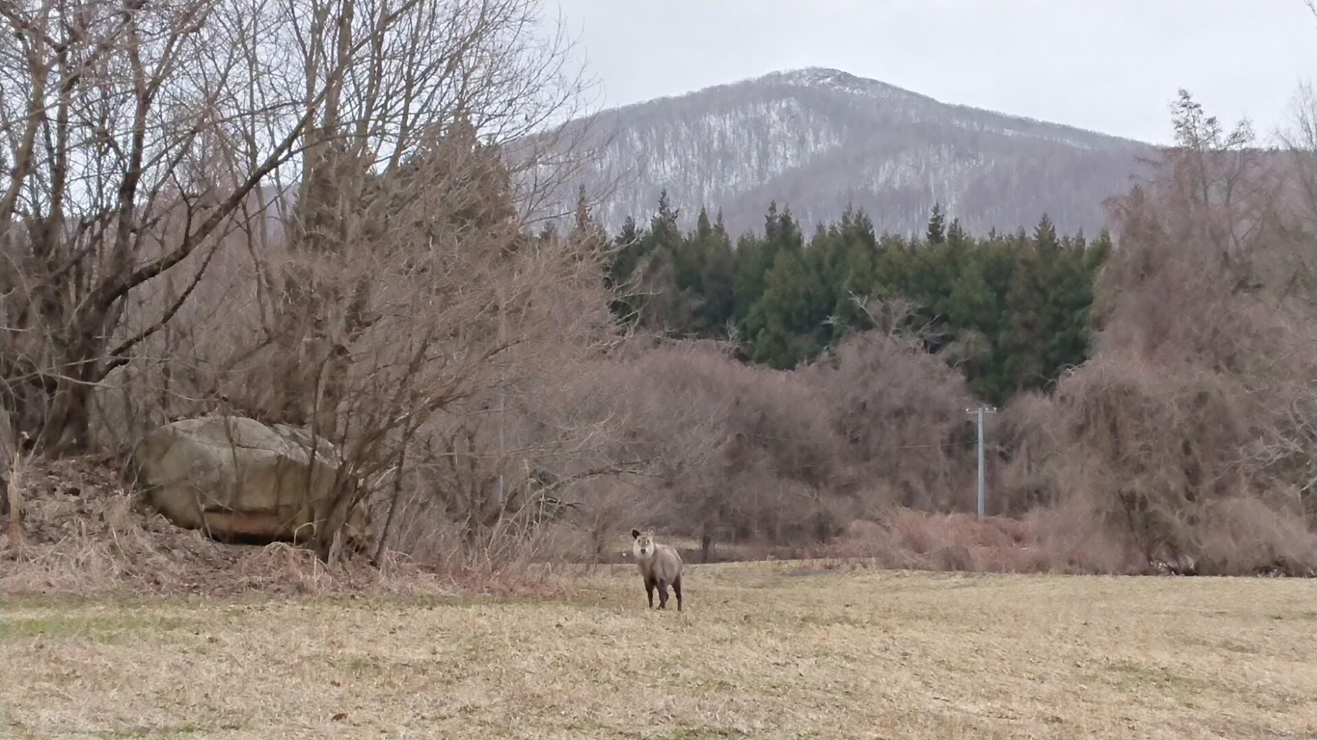 姫神山 / yamaabe1959さんの岩手山・八幡平・安比高原 50km トレイルの活動データ | YAMAP / ヤマップ