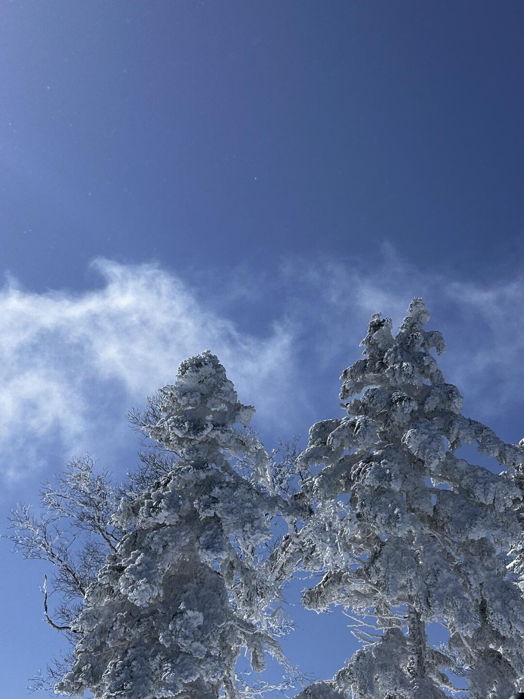 前森山 / 🤟さんの岩手山・八幡平・安比高原 50km トレイルの活動データ | YAMAP / ヤマップ